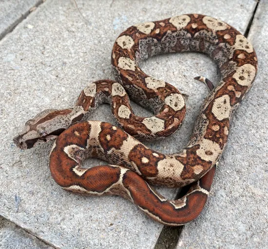 Hypo IMG Dh Spector Boa Constrictor by LowKeyBoas