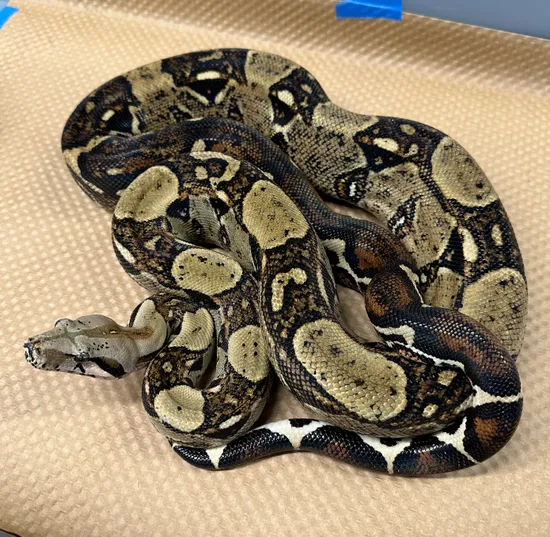 Normal Dh Spector Boa Constrictor by LowKeyBoas