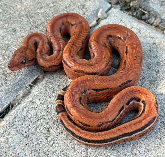 Blood Scoria Boa Constrictor by LowKeyBoas