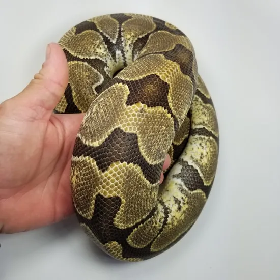 Enchi Breeder Female Ball Python by Loxahatchee Herp Hatchery