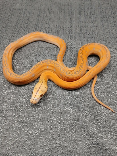Purple Golden Child Reticulated Python by LRH Reptiles