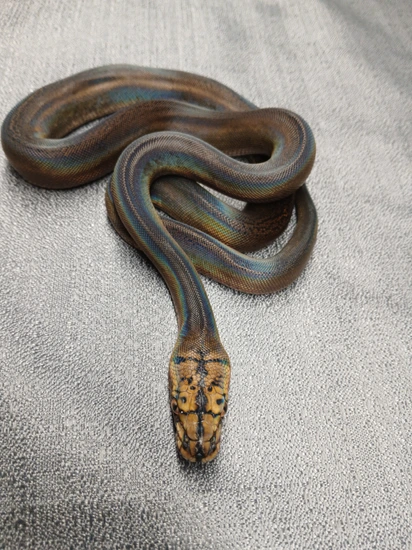 Motley Golden Child Reticulated Python by LRH Reptiles
