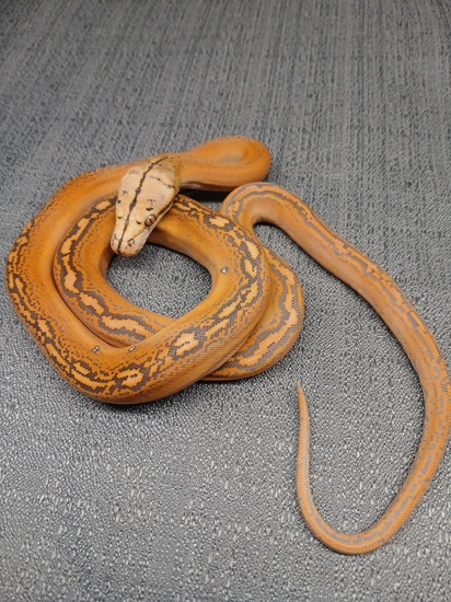 Orange Glow Golden Child Reticulated Python by LRH Reptiles