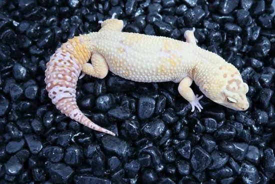 Super Giant Tremper Eclipse Leopard Gecko by LRVV Geckos & Reptile Racks