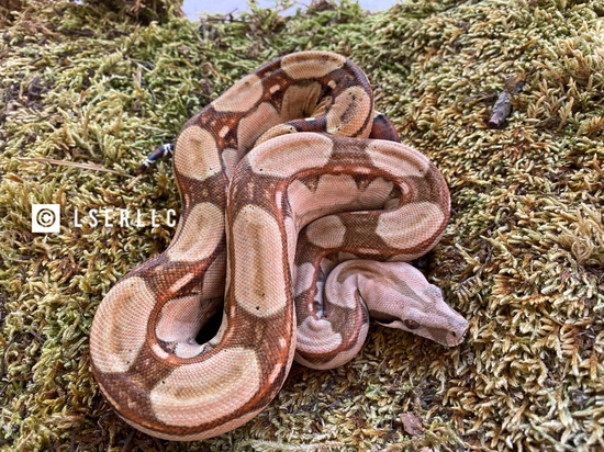 Pastel Dream Monster Tail Key West Boa Constrictor by Lone Star Exotic ...