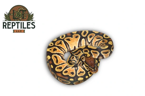 Orange Dream Enchi Hurricane Ball Python by L&T Reptiles