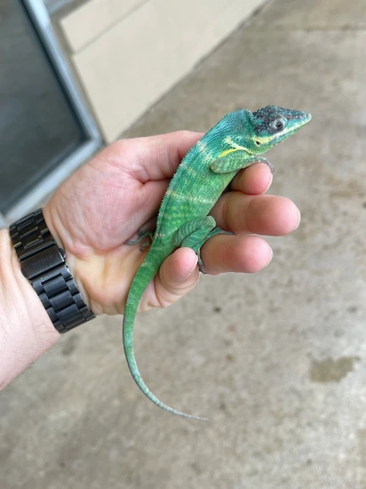 Blue Beauty Anole Sub Adult by Lucifers morphs llc