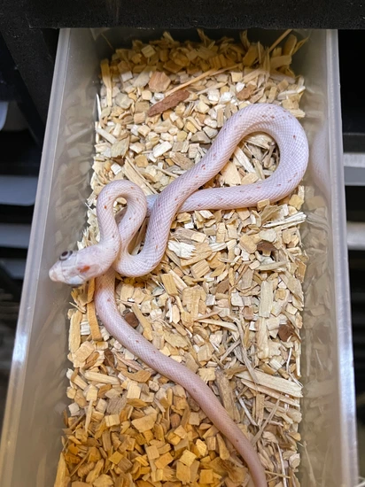 Bug Eyed Palmetto Corn Snake by Lucifers morphs llc