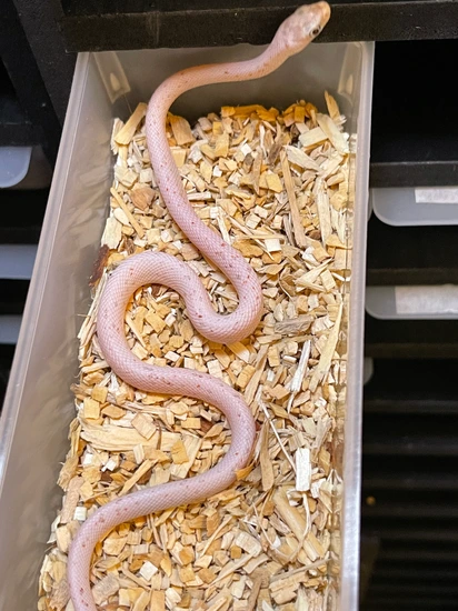Bug Eye Palmetto Corn Snake by Lucifers morphs llc