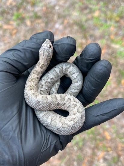 🥶 Blue Permafrost 🥶 Western Hognose by Lucifers morphs llc