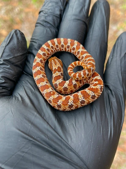 Raging Red/ Project Red Western Hognose by Lucifers morphs llc