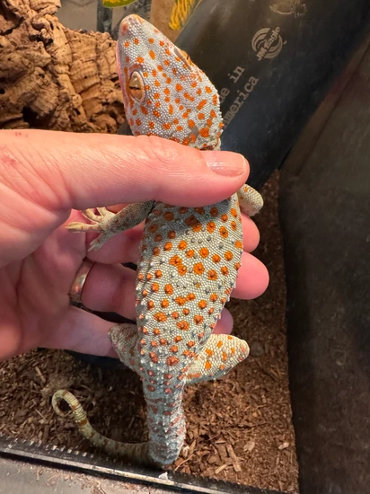 Het Candy/ Het Granite - Pied Oddball Tokay Gecko by Lucky Foot Geckos
