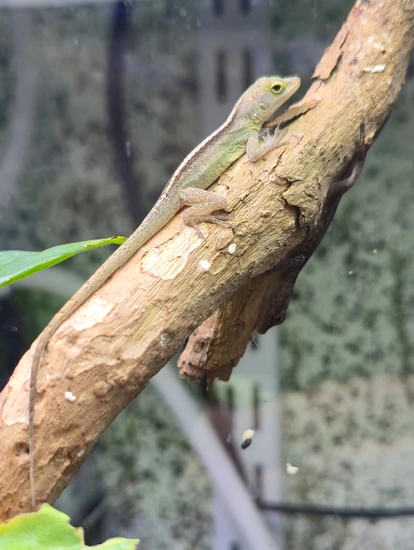 Capesterre Locality Of Anolis Marmoratus Marmoratus Anole by Lucky Lizard