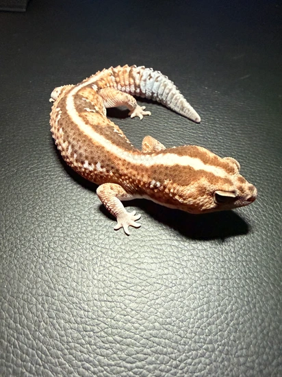 Stripe White Out Zulu 100% Het Caramel 100% Het Oreo African Fat-Tailed ...