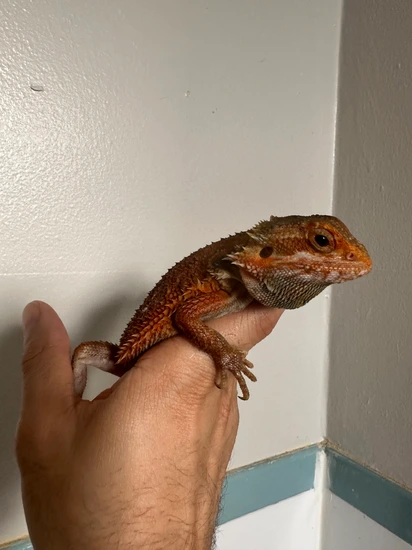 Red Translucent Central Bearded Dragon by LR Exotics