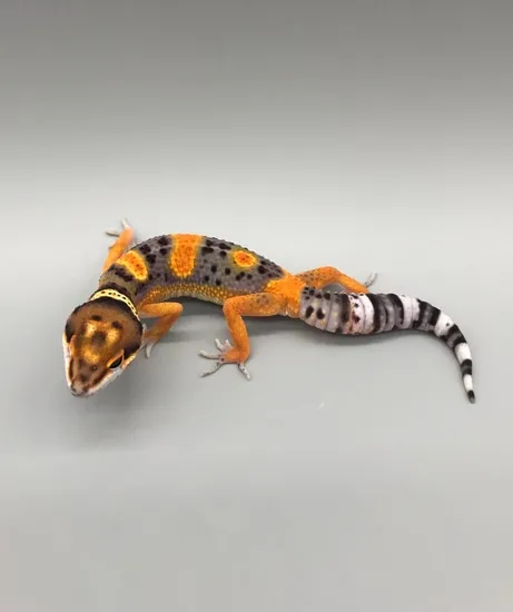 TSM Dark Project Mandarin Tangerine 100% HET NDBE Leopard Gecko by Luna ...