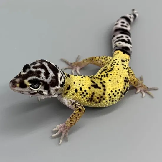 TSM - Frosty Turk Leopard Gecko by Luna Geckos