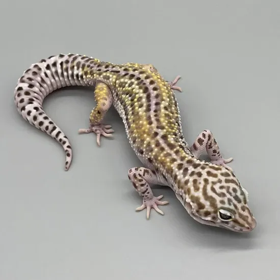 Female - Black Night Cross Leopard Gecko by Luna Geckos