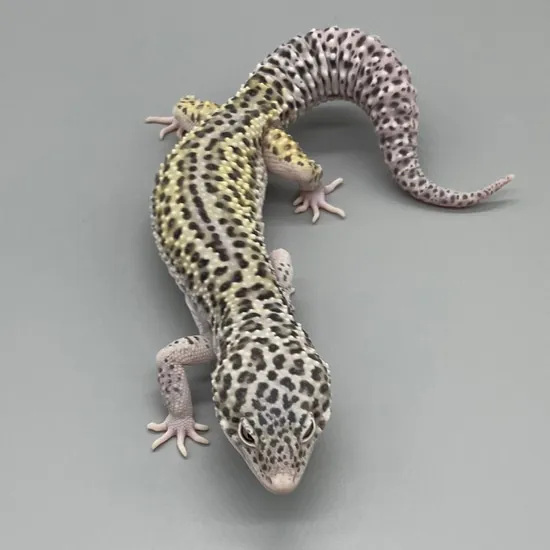 Male - Mack Snow Eclipse Black Night Leopard Gecko by Luna Geckos