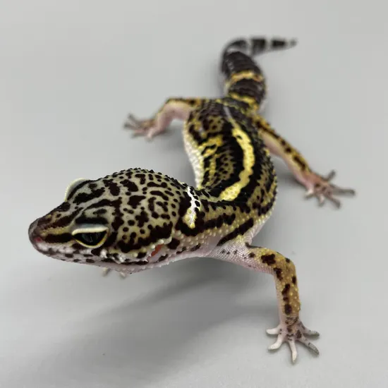 Male - Black Night Cross Leopard Gecko by Luna Geckos