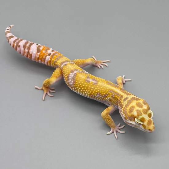 Male - Tremper Leopard Gecko by Luna Geckos