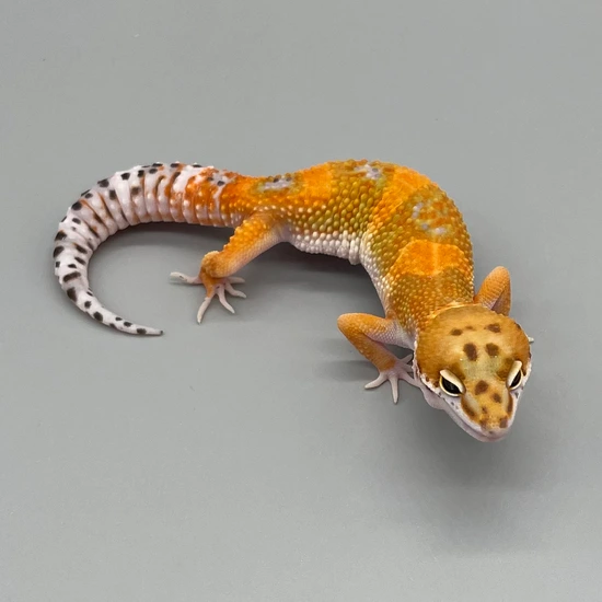 Male - Mandarin Emerine Leopard Gecko by Luna Geckos
