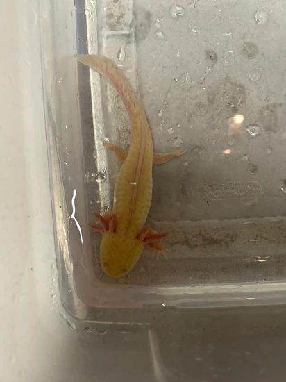 Hypomelanistic "Raspberry" 8 Inch Axolotl by AxolAntixs