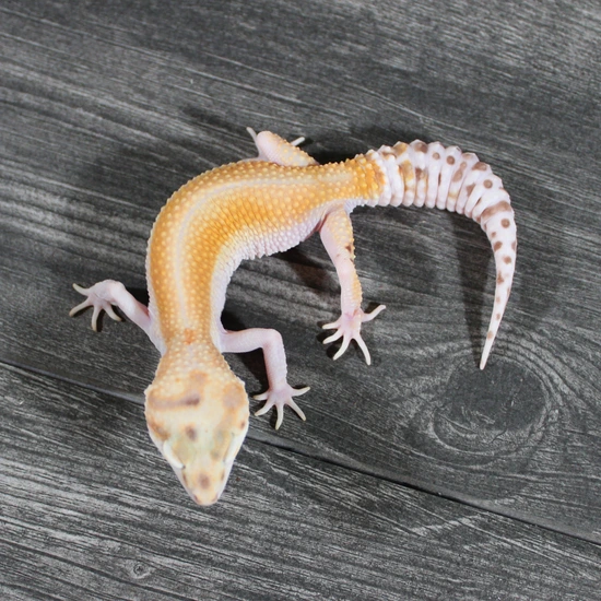 W&Y Red Stripe Bell Albino 66% Ph Eclipse Leopard Gecko by Lunation Geckos