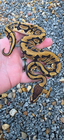PUZZLE PAIR Male Od Weirdo Puzzle Female Od Leopard Het Puzzle Ball ...