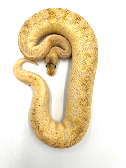 Champagne Pastel 50% Het Clown Ball Python by Fear 2 Fascination