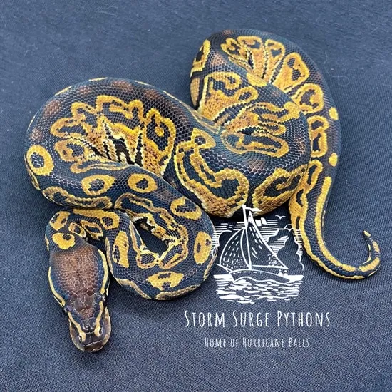 Hurricane Blaze Ball Python by Storm Surge Pythons