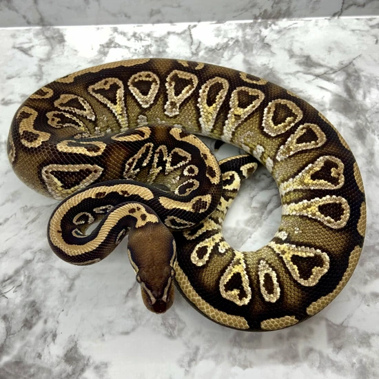 Mojave Hurricane Ball Python by Storm Surge Pythons