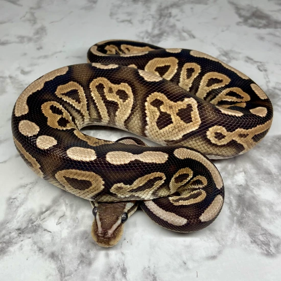 Fire Cinnamon Ball Python by Storm Surge Pythons