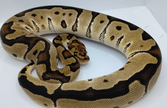 Clown Special Ball Python by Parker Reptiles