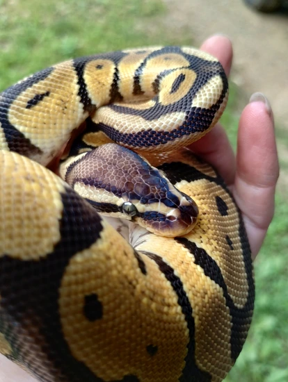 Pastel Ball Python by Parker Reptiles