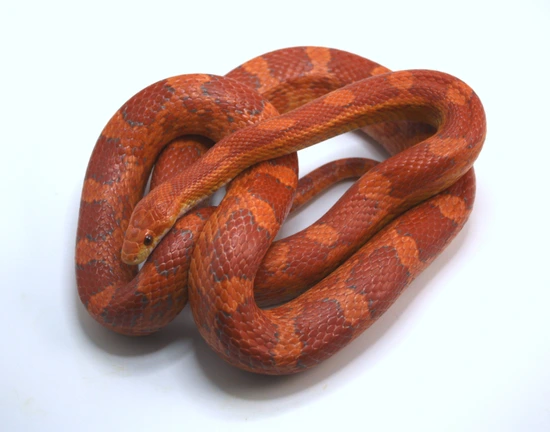 Lava Het Amel, Diffused, Red Coat, Ph Anery Corn Snake by Solar Serpents