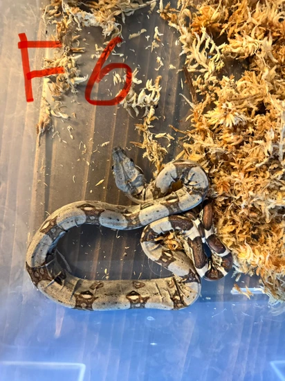 2025 Female Normal BCI Boa Constrictor by BARRANS and BOAS