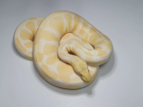 Albino (2023) Ball Python by Macfie Ball Pythons