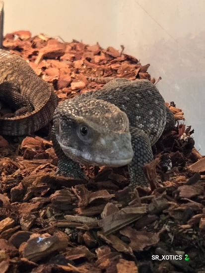 Savannah Monitor by SR Xotics