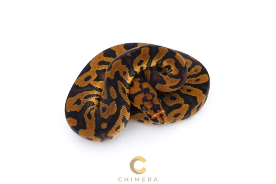 Confusion Yellowbelly Clown Ball Python by Chimera