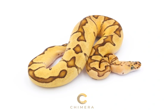 Pastel Enchi Trojan Clown Ball Python by Chimera