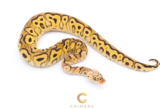 Pastel Super Trojan Clown Ball Python by Chimera