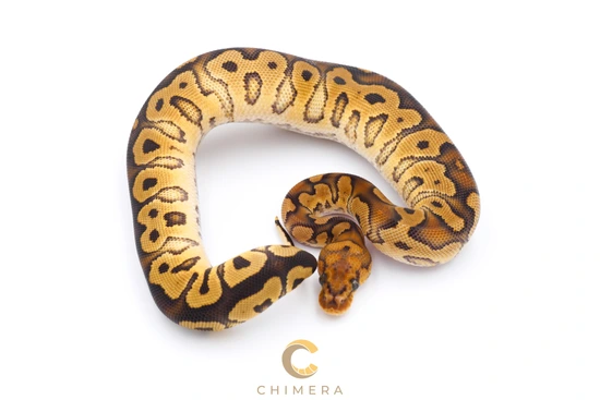 Vanilla Trojan Clown Ball Python by Chimera