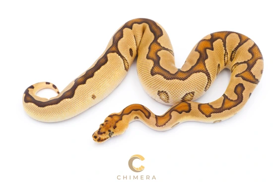 Enchi Super Trojan Clown Ball Python by Chimera