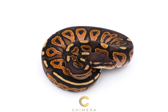 Orange Dream Cinnamon Asphalt Ball Python by Chimera