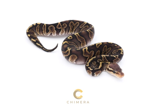 Chocolate GHI 100% Het Hypo 100% Het Sunset Ball Python by Chimera