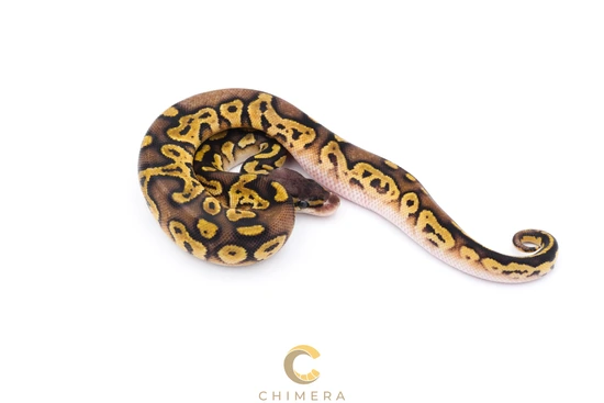 Bongo Enchi Pastel Het Hypo Het Sunset Het Clown Ball Python by Chimera