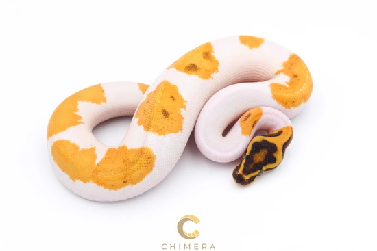 Enchi Fire Leopard OD Yellowbelly Pied Het Desert Ghost Ball Python by ...