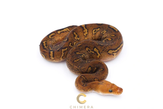 YB Black Pastel Vanilla Or Fire Stranger Wookie Clown Ball Python by Chimera