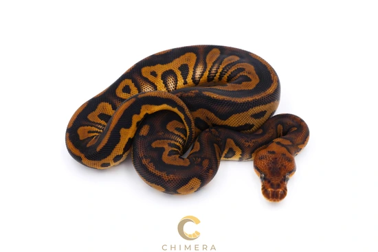 Stranger Wookie Leopard YB Clown Ball Python by Chimera